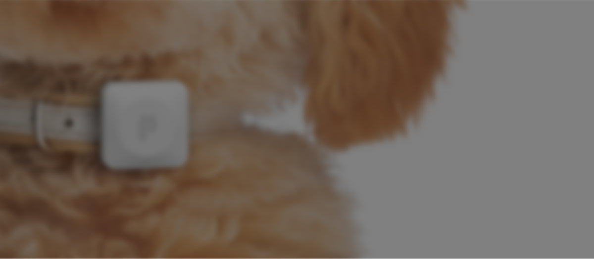 LavvieTAG Pro for Dogs – Onheal